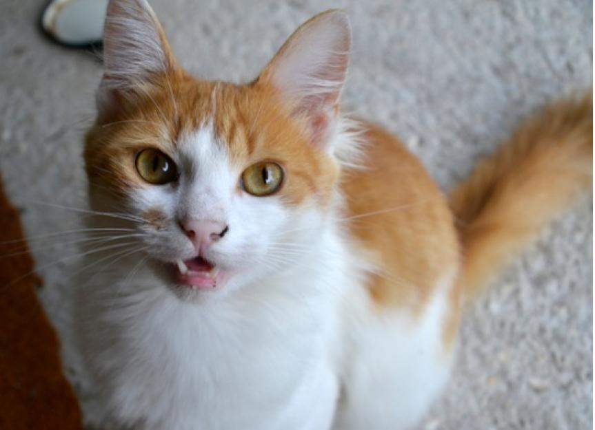 What Do Early Signs Of Mouth Cancer Look Like In Cats Infoupdate What Do Early Signs Of Mouth Cancer Look Like In Cats Infoupdate